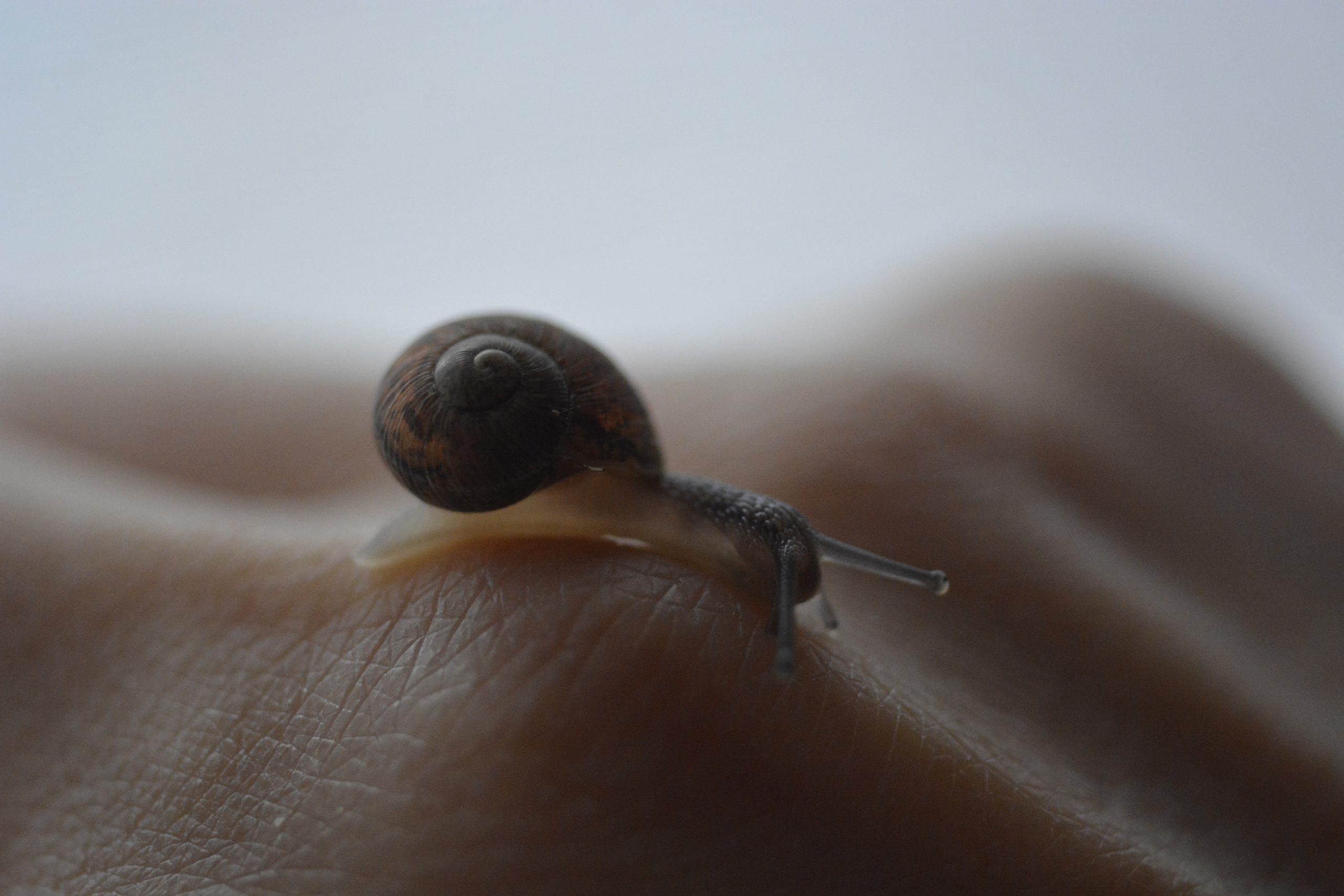 A propos – Boris Pollet Artiste Peintre pluridisciplinaire